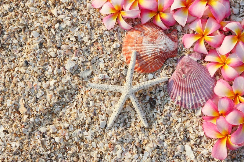 Starfish and shell stock image. Image of sand, beach - 31897759