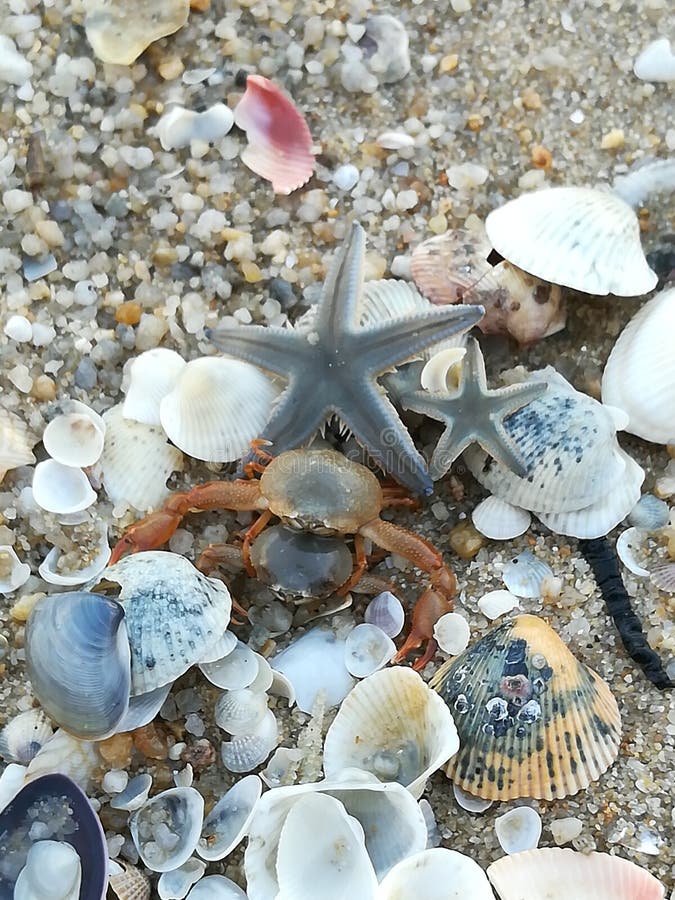 Starfish, Shell, Sea, Beach, Crabs Stock Image - Image of shell, beach ...