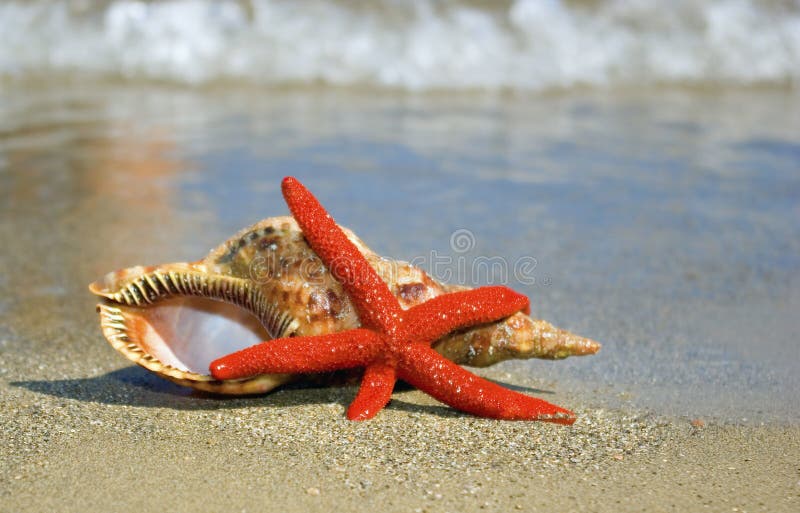 Starfish and Shell on the Seashore Stock Photo - Image of starfish ...