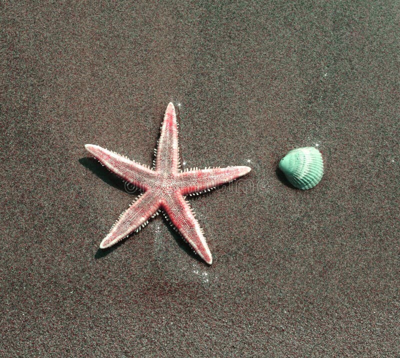 Starfish with a Shell on the Shore of the Sea Stock Image - Image of ...