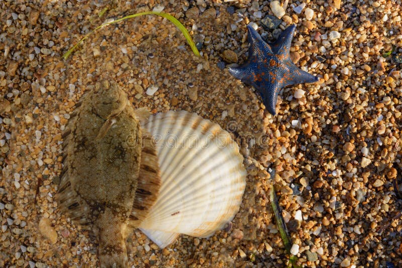 Starfish and Shell Under Water Stock Image - Image of island, seashore ...