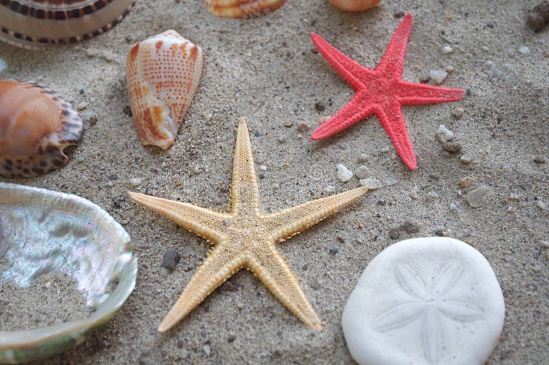 Starfish and shells stock photo. Image of starfishes - 11940592