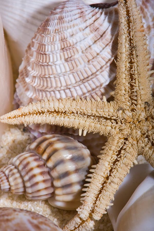 Starfish and shells stock photo. Image of shell, water - 620042