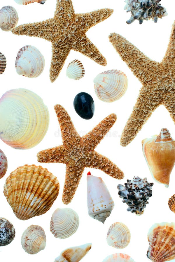 Starfish ans shells stock image. Image of water, aquatic - 620047