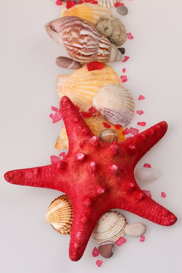 Starfish and shells stock photo. Image of detail, seashell - 28660172