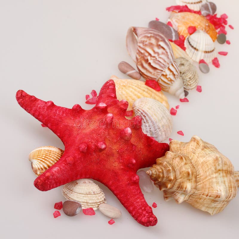 Starfish and shells stock image. Image of details, close - 28660195