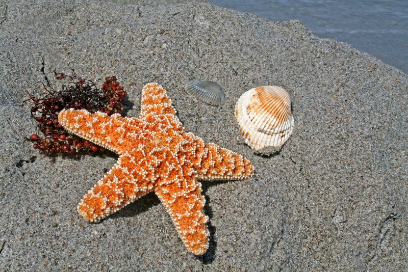 Starfish and Shells stock image. Image of starfish, holidays - 2951685
