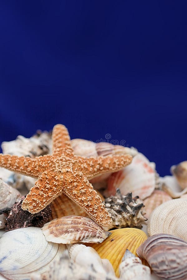 Starfish and Shells on the Beach Stock Photo - Image of ocean, animal ...