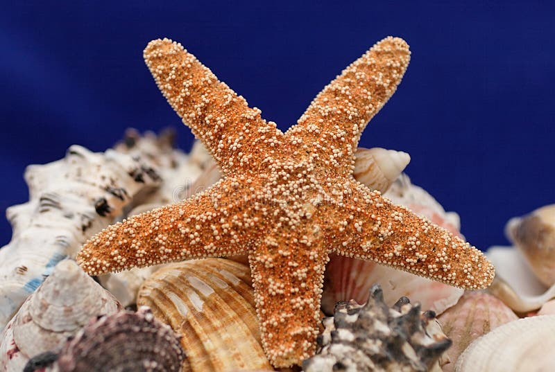 Starfish ans shells stock image. Image of water, aquatic - 620047