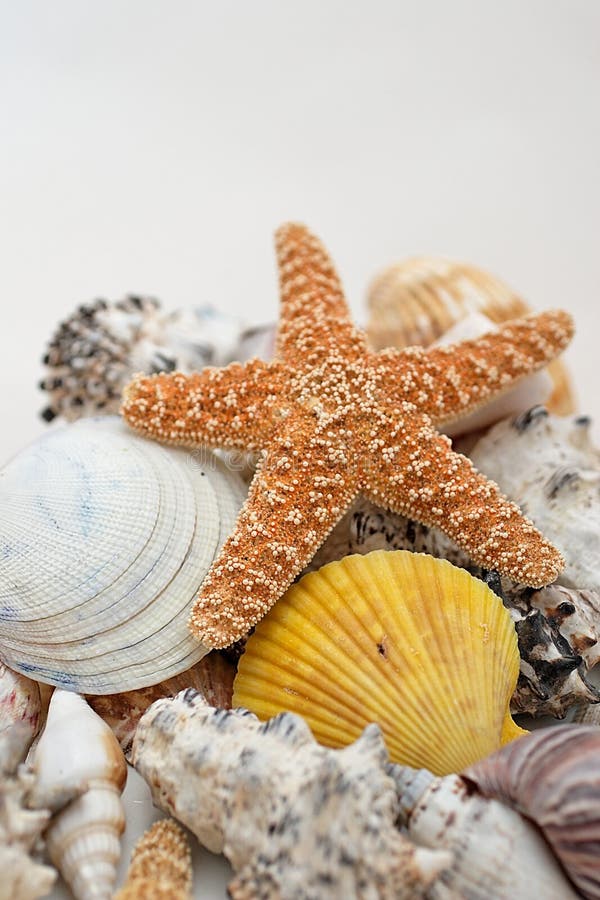 Starfish and shells stock photo. Image of shell, water - 620042