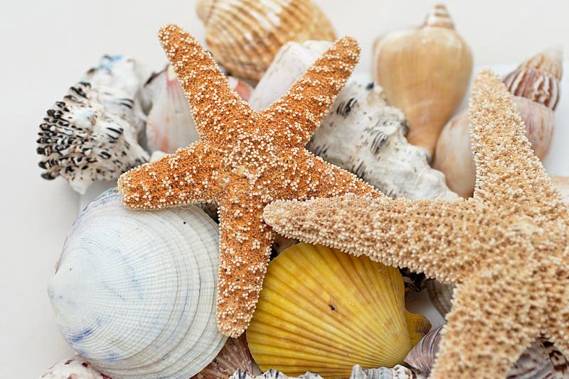 Starfish ans shells stock image. Image of water, aquatic - 620047