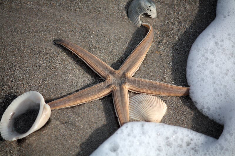 Starfish and Shells stock image. Image of starfish, water - 95083629