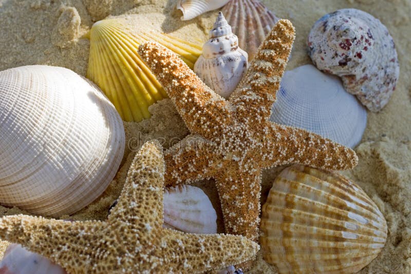 Starfish and Shells on the Beach Stock Image - Image of seaside ...
