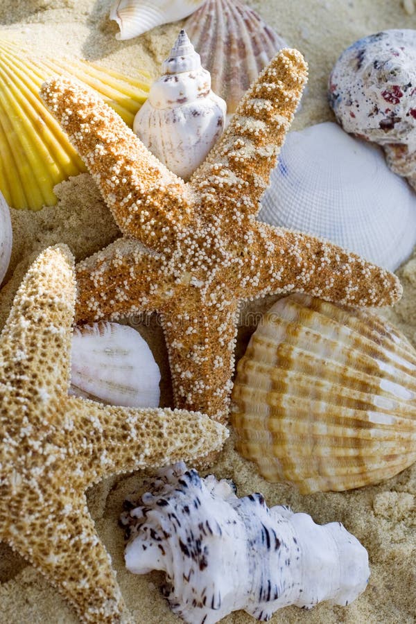 Starfish and Shells on the Beach Stock Image - Image of tropical ...