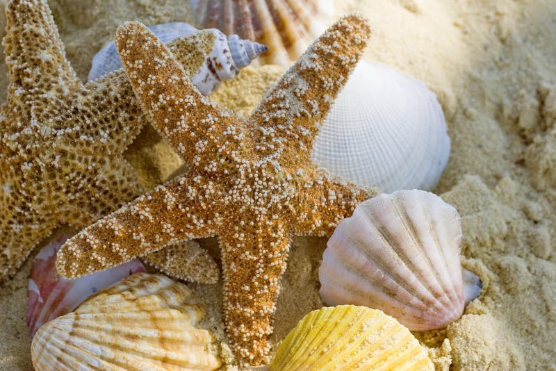 Starfish and Shells on the Beach Stock Photo - Image of ocean, animal ...