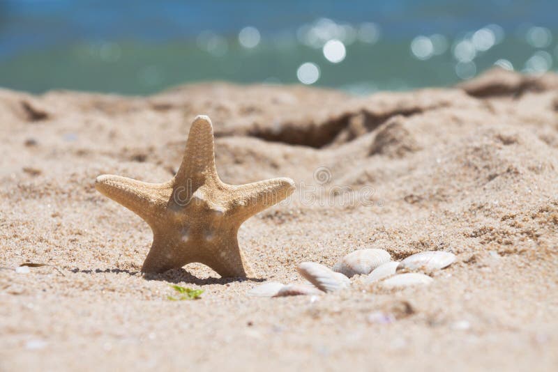 Starfish and Shells on the Beach. Left Position. Stock Image - Image of ...