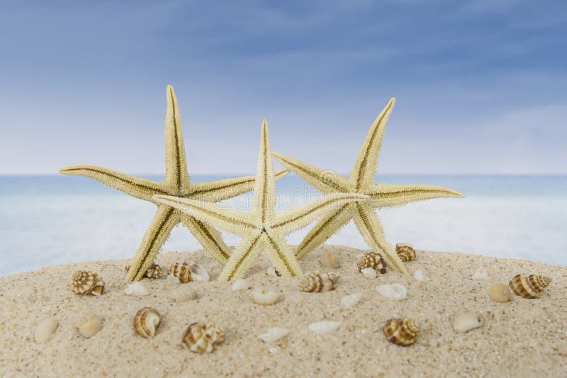 Starfish and Shells on Beach Sand Stock Photo - Image of holiday, ocean ...