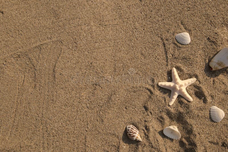 Top View of a Set of Shells and Conchs on Beach Stock Image - Image of ...