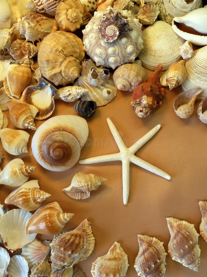 Starfish and shells stock image. Image of starfish, star - 34986327