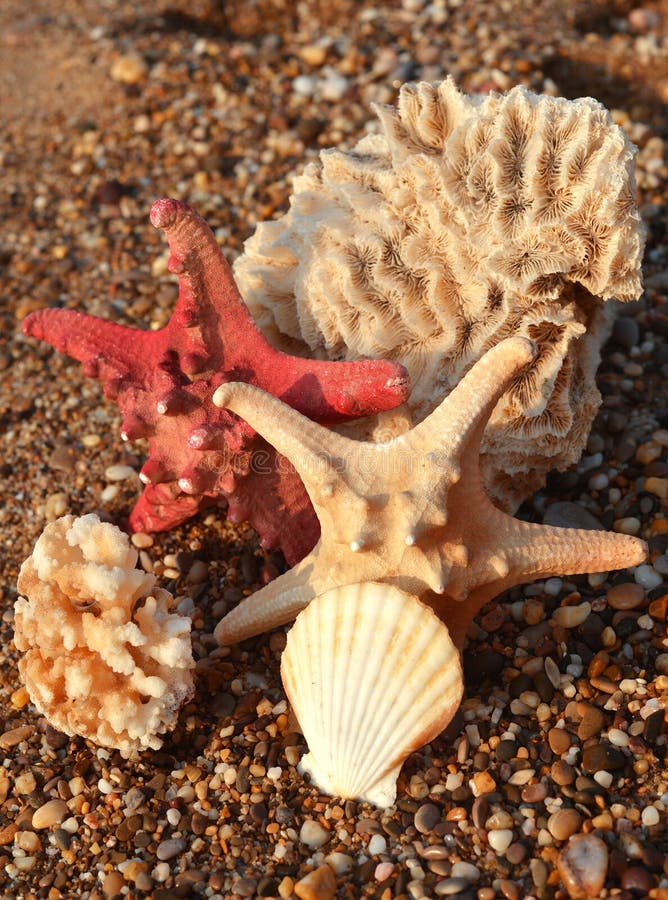 Starfish and shells stock photo. Image of ocean, landscape - 37141996
