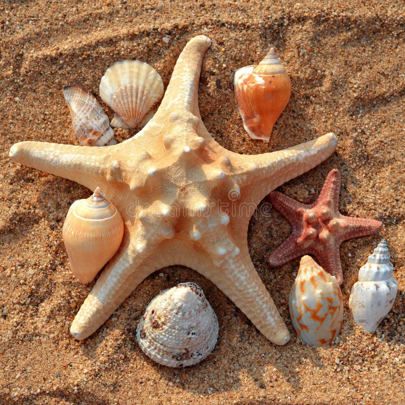 Starfish stock image. Image of calm, ocean, pebbles, beach - 37144529