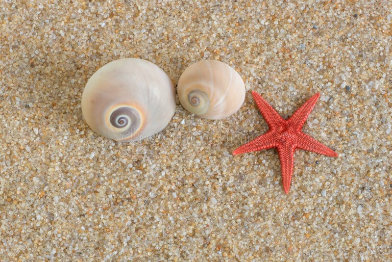 Starfish and Shells on the Sand Stock Image - Image of texture, marine ...