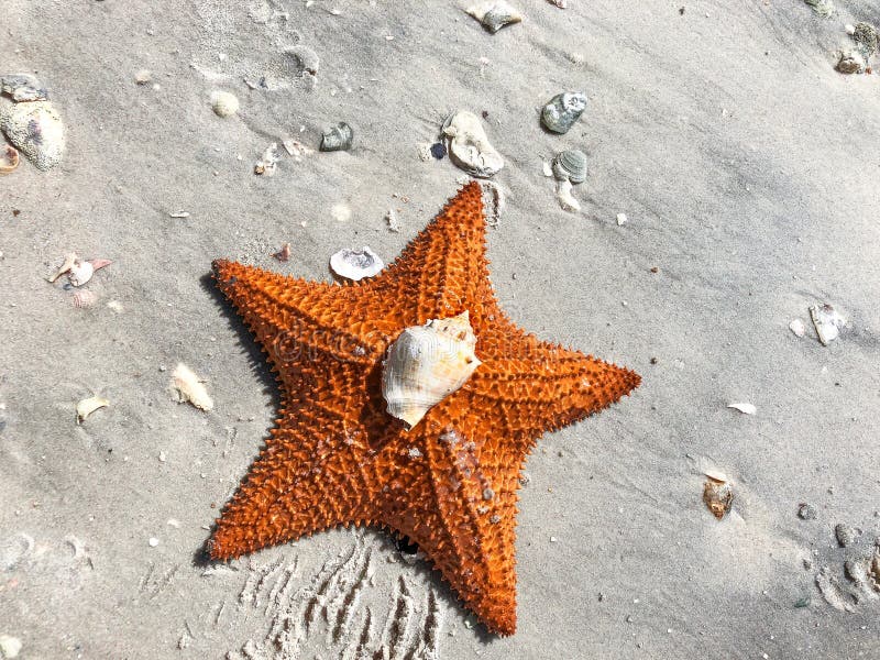 124 Spiky Sea Shell Photos - Free & Royalty-Free Stock Photos from ...