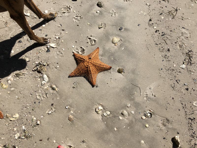 Large Orange Sea Star & X28;starfish& X29; on the Sand Stock Image ...