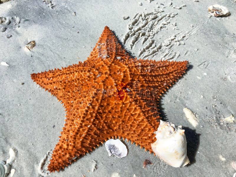 Large Orange Sea Star & X28;starfish& X29; on the Sand Stock Photo ...
