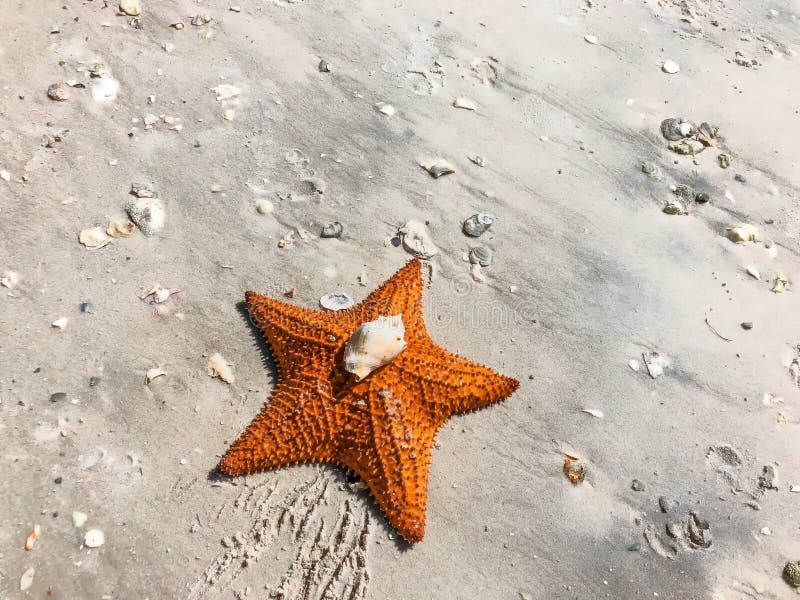 Large Orange Sea Star on the Sand Stock Image - Image of caribbean ...