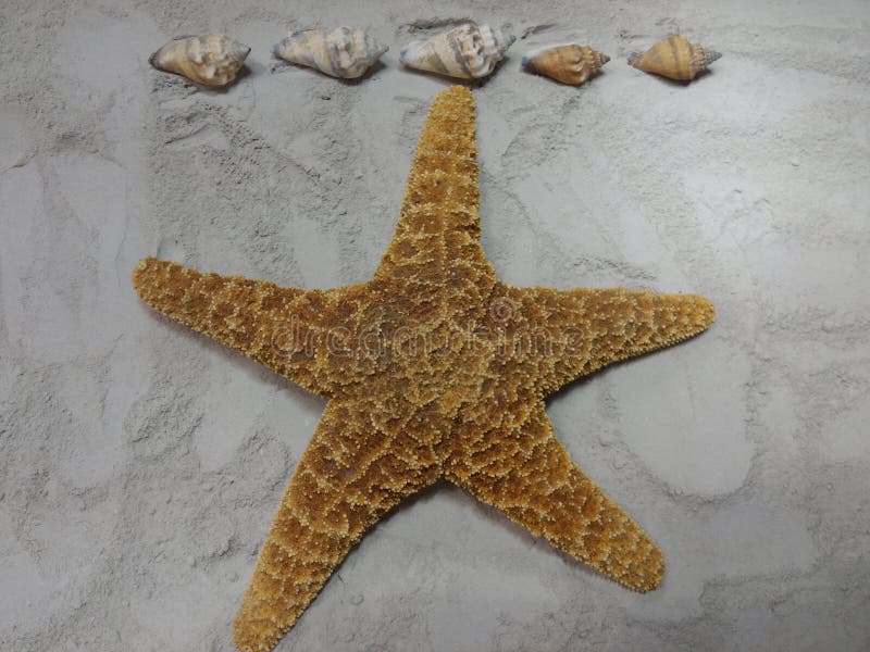 Starfish and Shells stock image. Image of starfish, beach - 88062827
