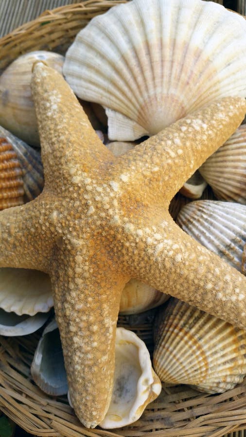 Starfish and Shells stock photo. Image of assortment - 60726936