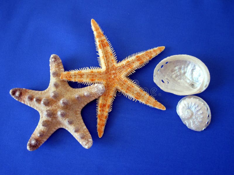 Shells and stars stock photo. Image of diving, decor - 14701602