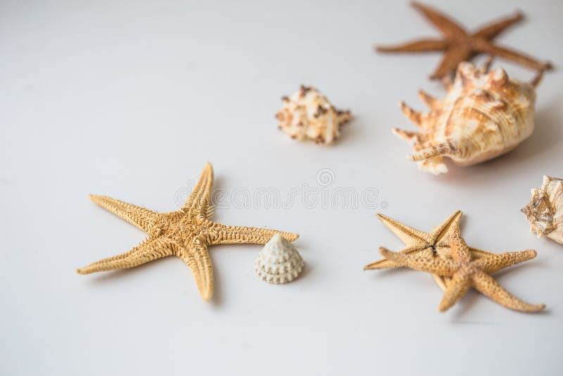 Starfish and Shells on White Back.starfish and Shells on White Back ...