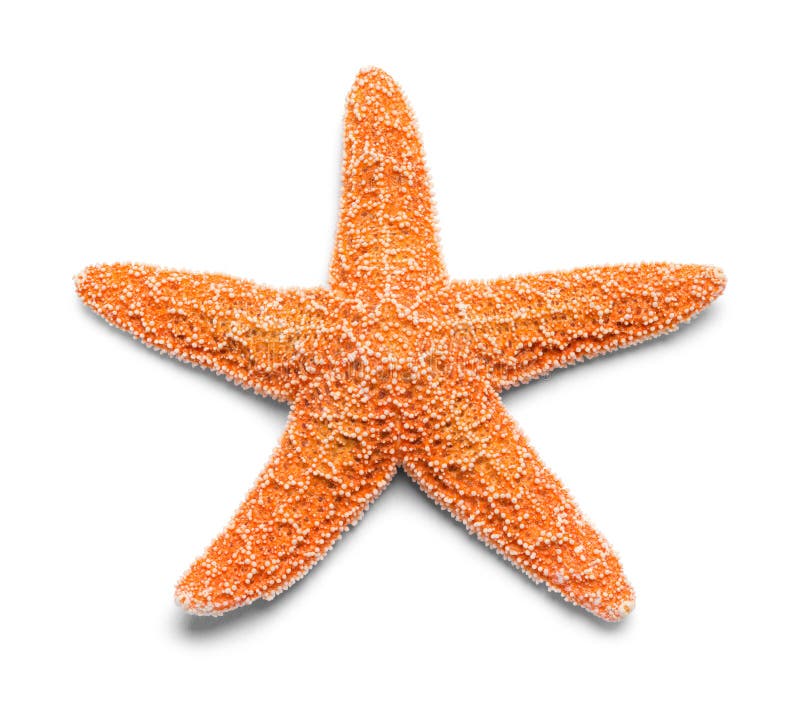 Starfish stock photo. Image of ocean, crustacean, white - 101517812