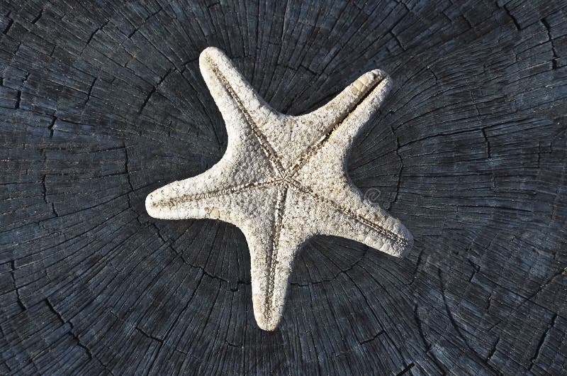 Starfish skeleton stock image. Image of crustacean, seashells - 22182751