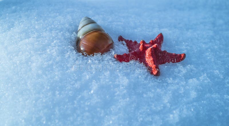 Starfish and snail stock photo. Image of invertebrate - 36116454