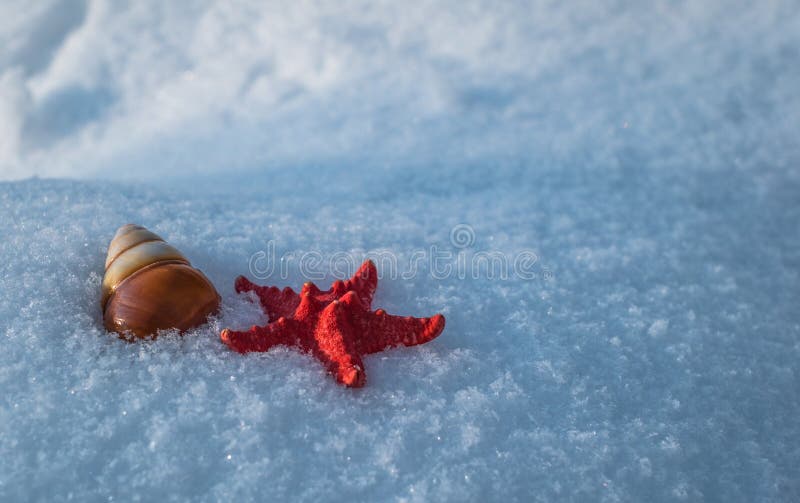 Starfish and snail stock photo. Image of invertebrate - 36116454