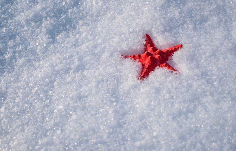 Starfish in snow stock photo. Image of gray, dead, season - 65712672