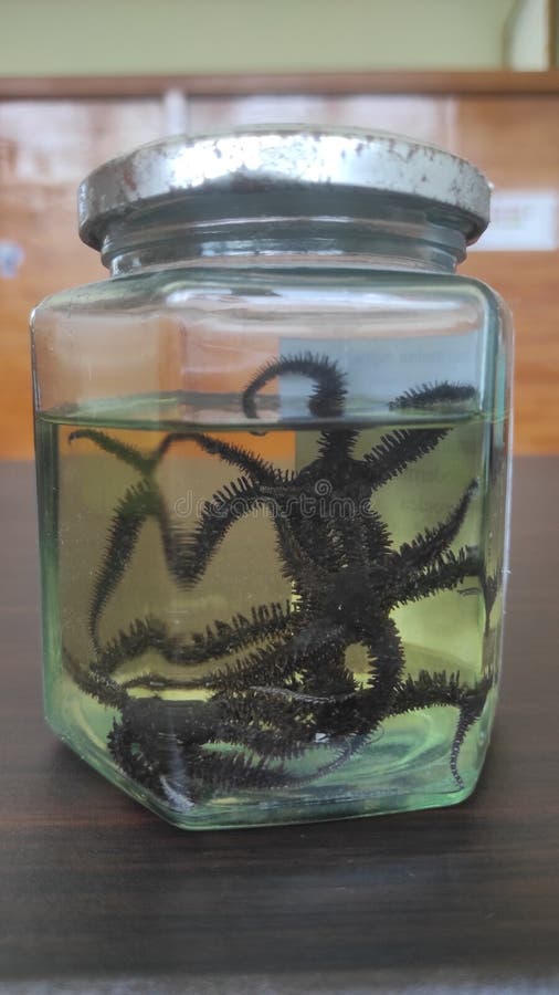 Starfish Specimen stock photo. Image of analysis, examination - 377652044