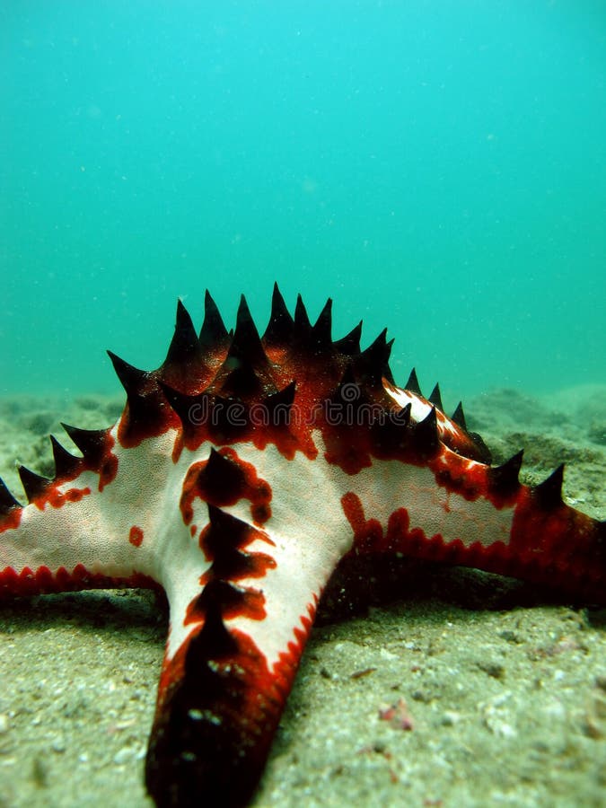 Starfish with spikes stock photo. Image of sand, ocean - 68174674