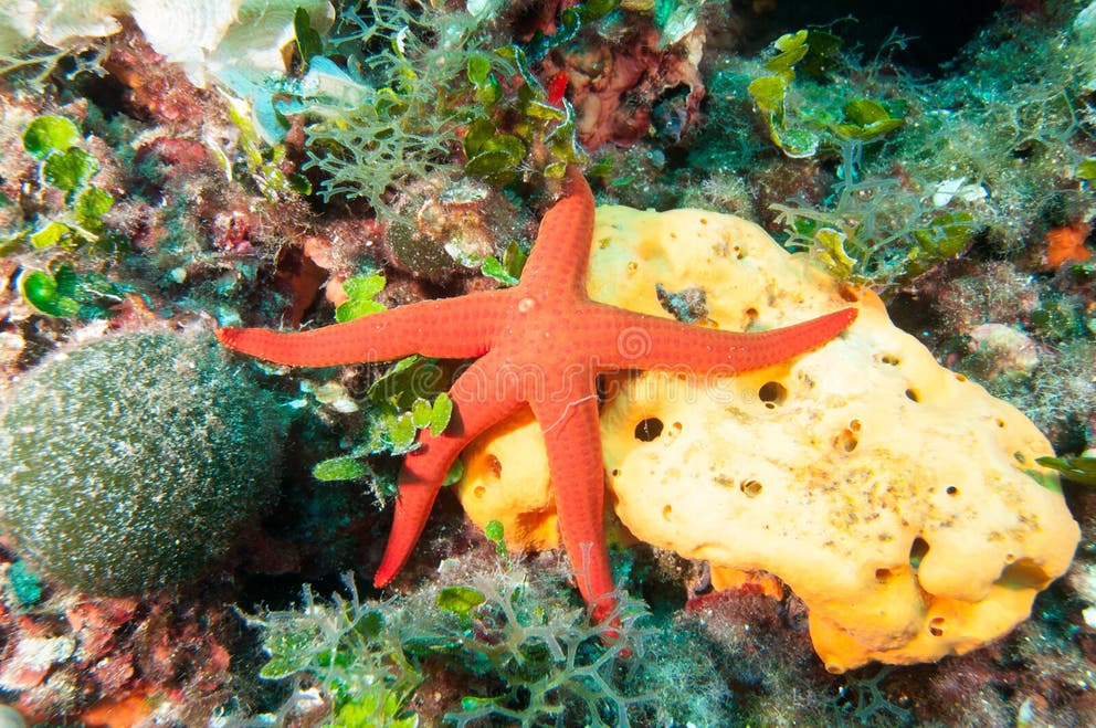 Starfish and Sponge Underwater Stock Image - Image of nature, porifera ...