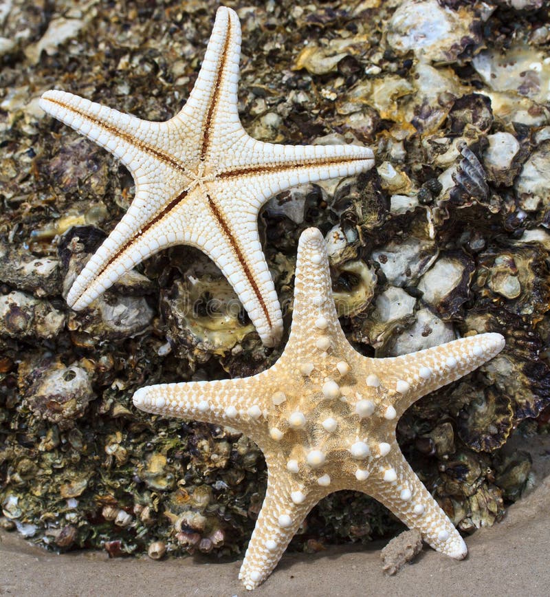 Starfish stock photo. Image of shore, coast, exotic, nature - 42007482