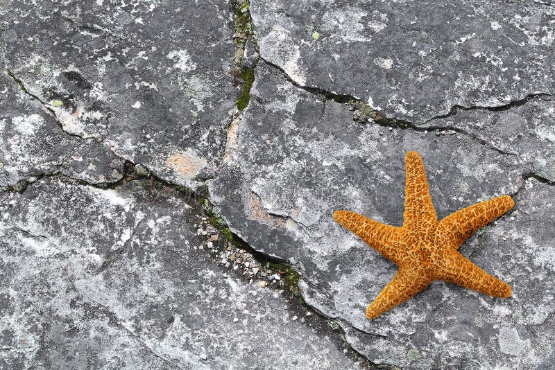Starfish on stone stock photo. Image of crack, smooth - 37796946