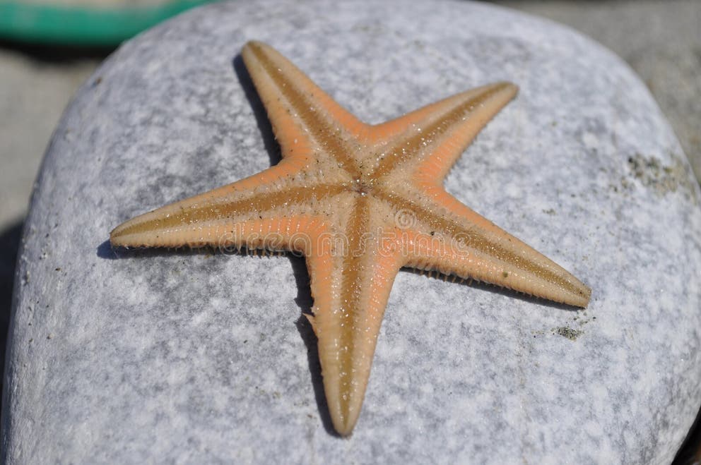 Starfish on the stone stock image. Image of echinoderms - 41627049