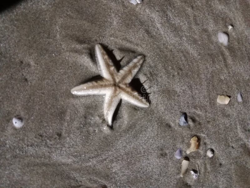 Starfish Stranded on the Edge of the Sea Sand Stock Photo - Image of ...