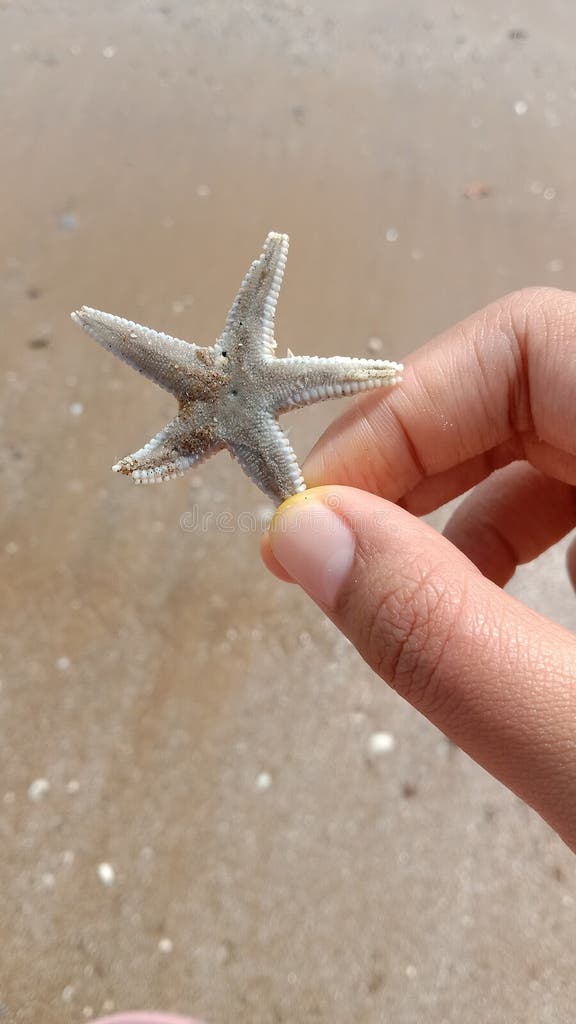 Starfish Stranded on the Sand Stock Photo - Image of beach, waves ...