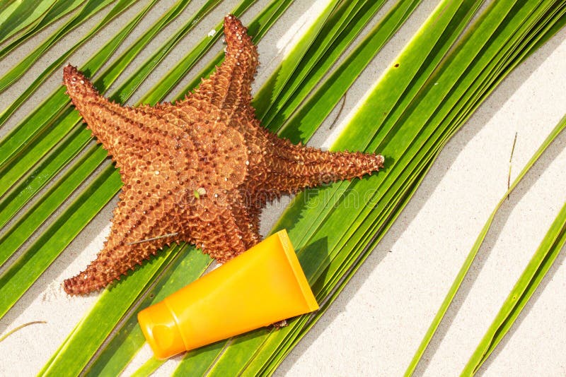 Starfish with Tube Sponges in a Coral Reef Stock Image - Image of ...