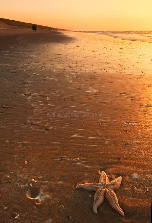 Starfish and sunset stock image. Image of nature, starfish - 1794689