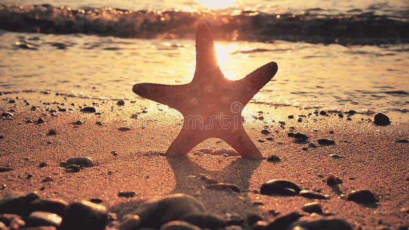 Starfish sunset at sea stock video. Video of water, seascape - 203159833